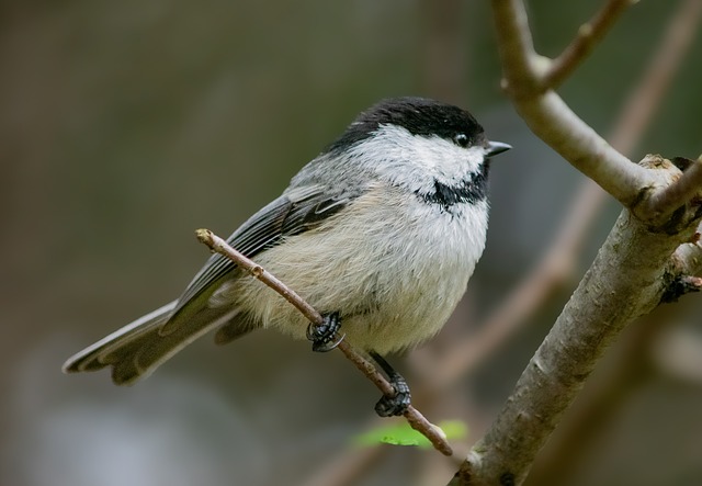Bird Nature Chickadee - Free photo on Pixabay