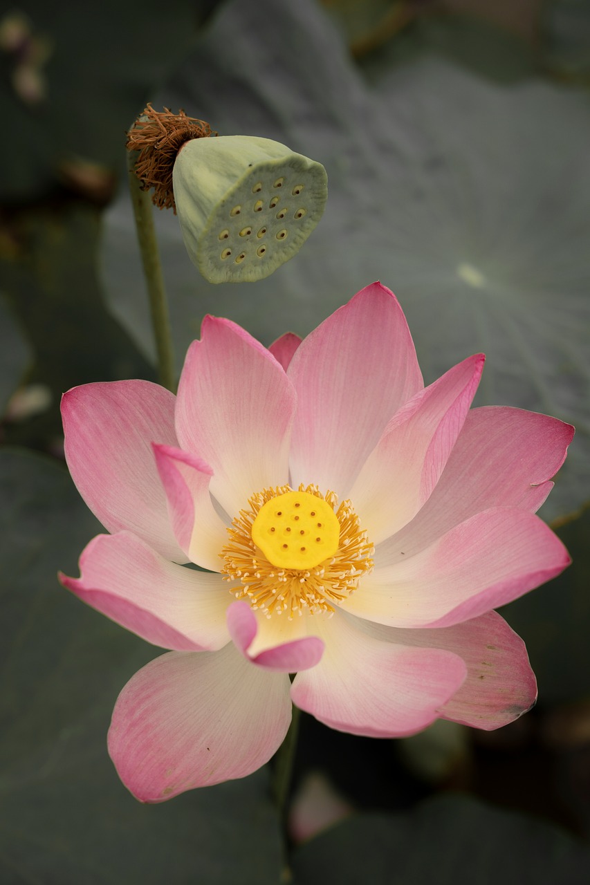 Lotus Flower - Free photo on Pixabay