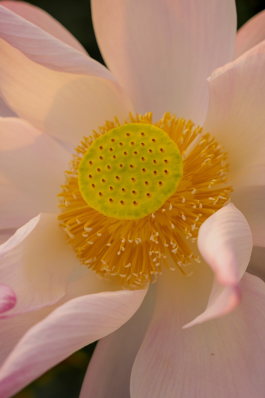 Lotus Flower - Free photo on Pixabay