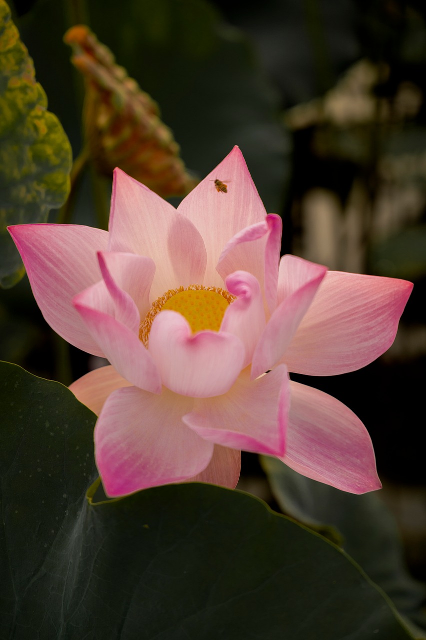 Lotus Flower - Free photo on Pixabay