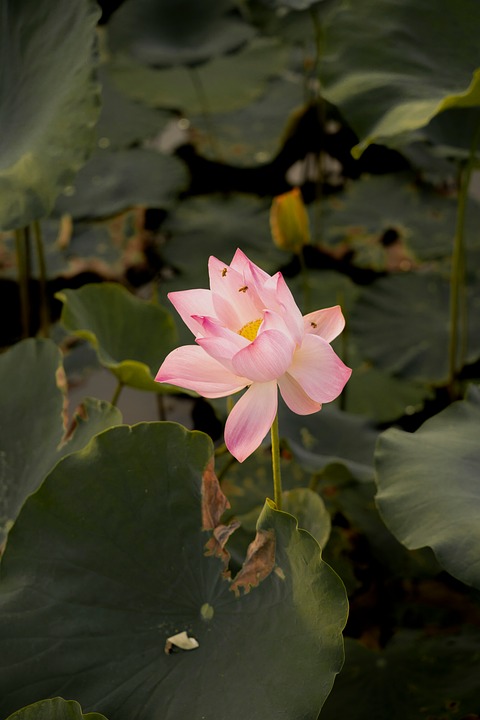 Lotus Flower - Free photo on Pixabay