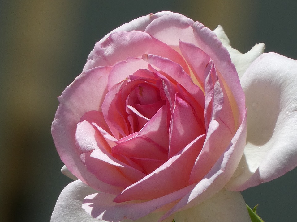 Pinke Rose Blume - Kostenloses Foto auf Pixabay