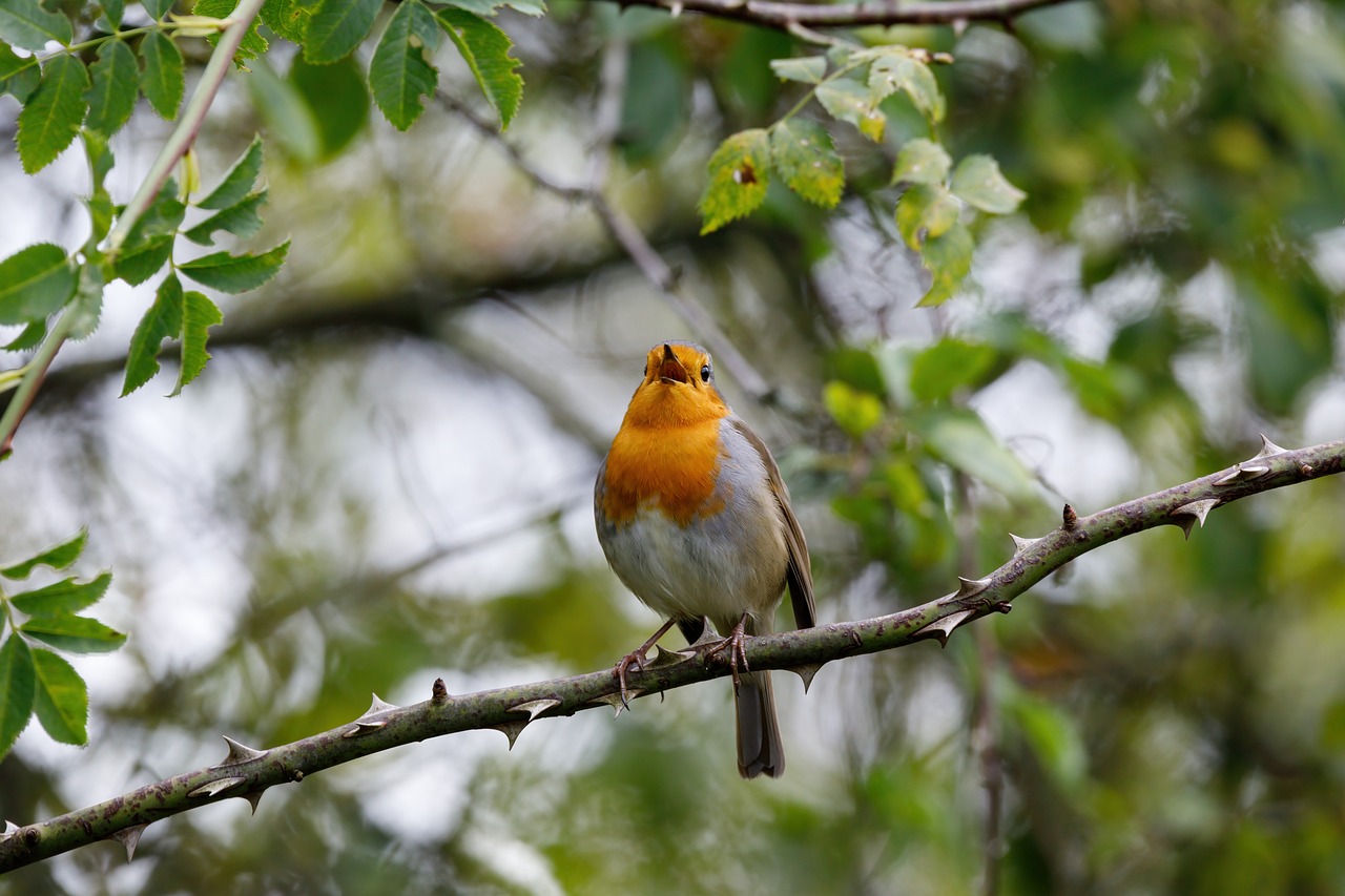 Bird Close Up Spring - Free photo on Pixabay
