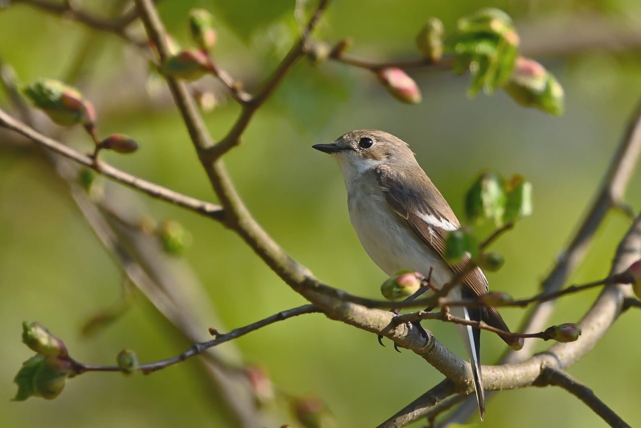 Pied Flycatcher Bird Park - Free photo on Pixabay