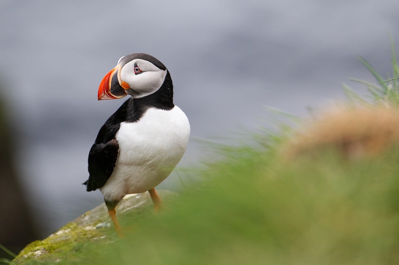 Puffins Bird Animal - Free photo on Pixabay