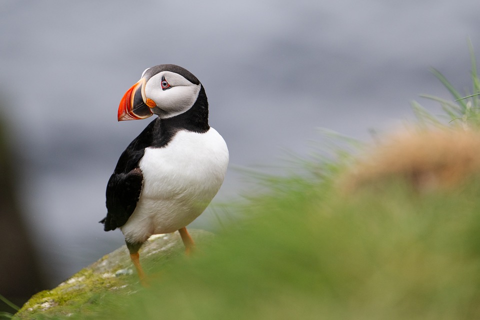 Puffin Bird Animal - Free photo on Pixabay