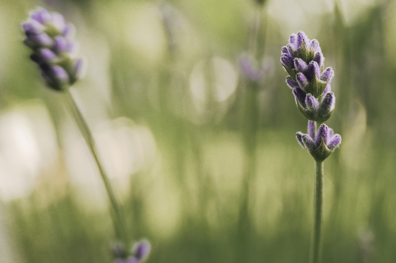 Lavender Nature Flower - Free photo on Pixabay