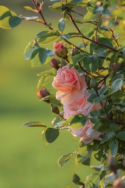 20,000+ Free Rose Bush & Nature Images - Pixabay
