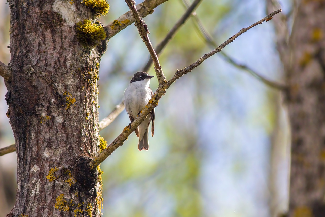 Ornithology Avian Predators Bird - Free photo on Pixabay