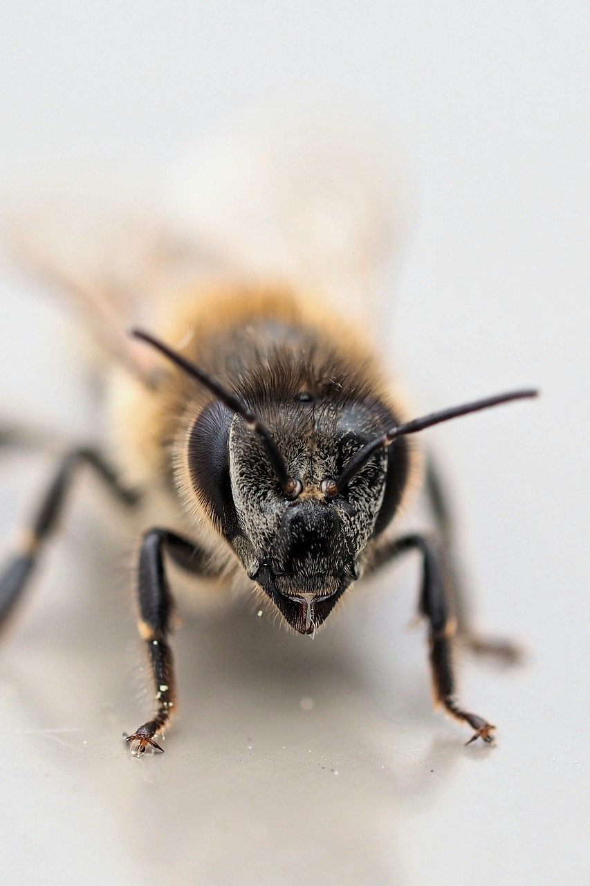 Bee Insect Macro Close - Free photo on Pixabay