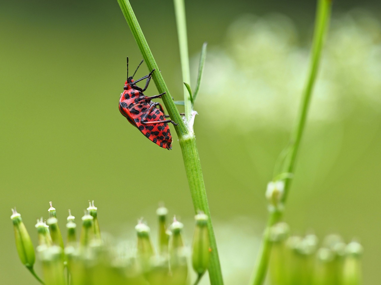 Strip Bug Insect Close Up - Free photo on Pixabay