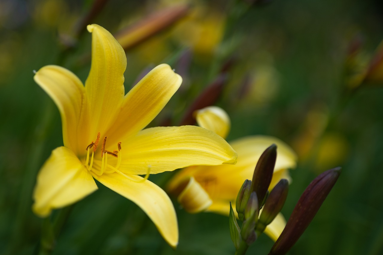 Flower Meadow Blossom Bloom - Free photo on Pixabay
