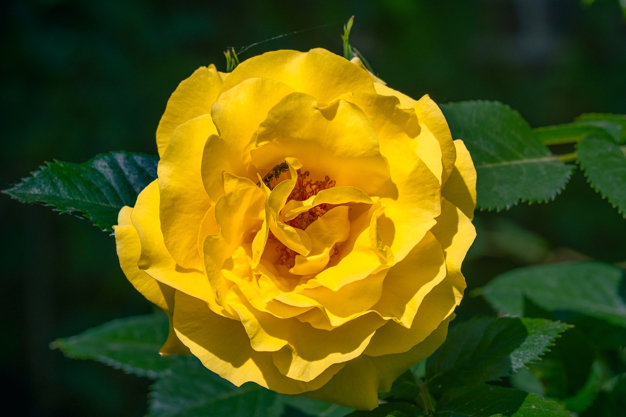 Yellow Rose Flower - Free photo on Pixabay