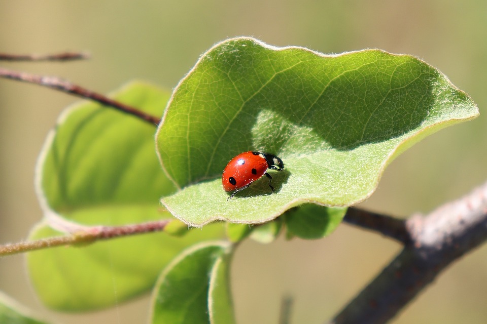 Ladybug Insect Beetle - Free photo on Pixabay