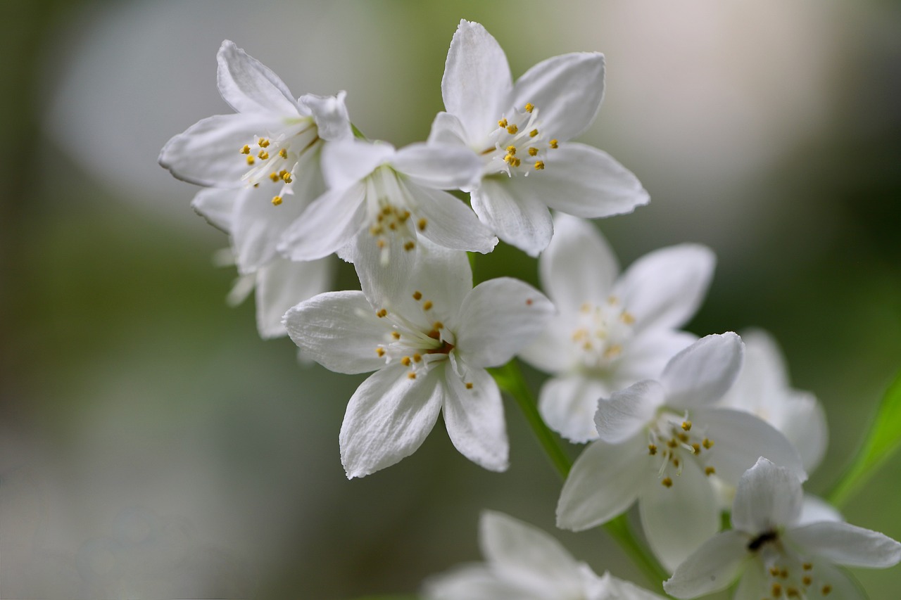 May Flower Bush White Flowers - Free photo on Pixabay