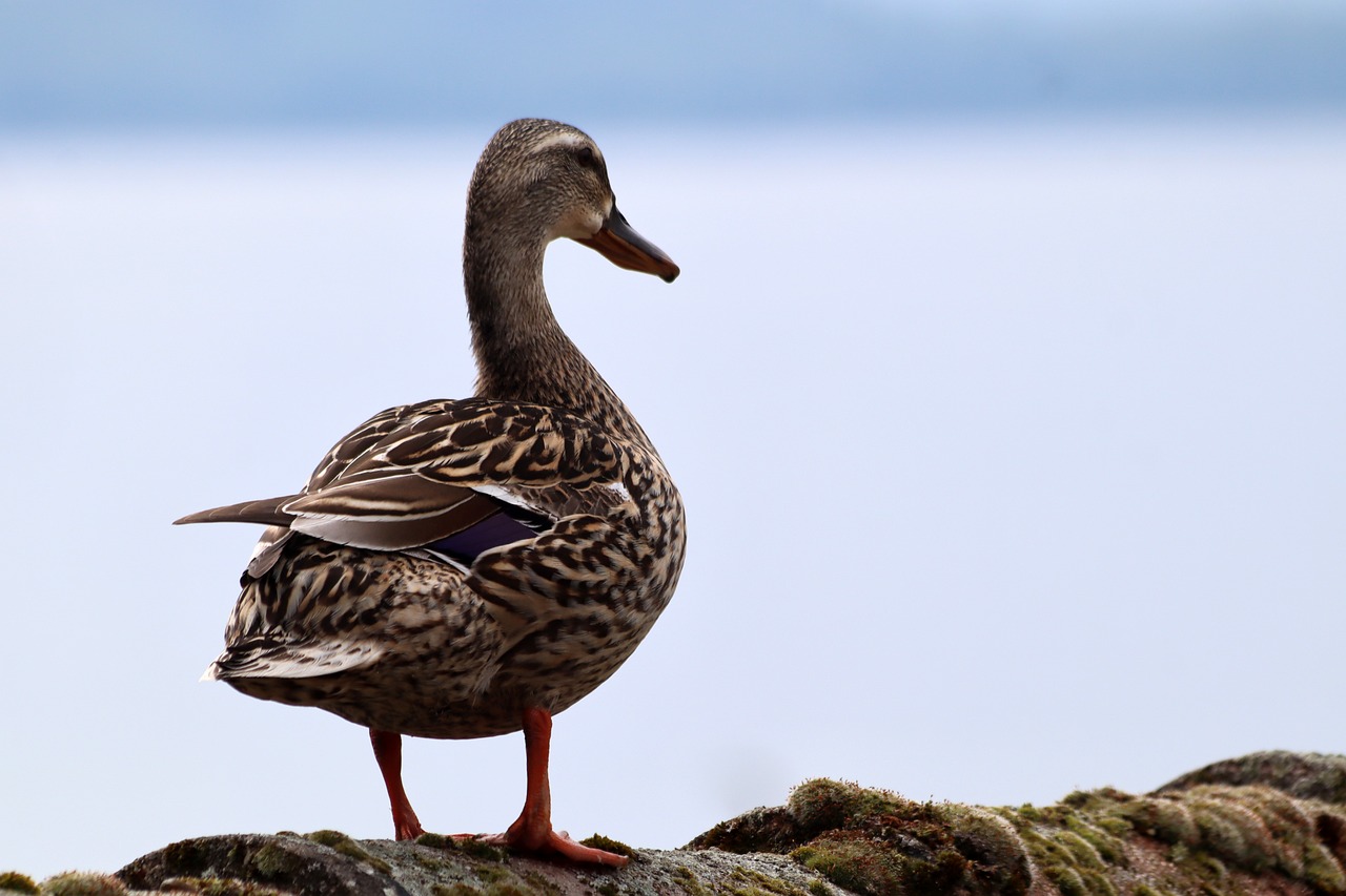 Water Bird Wild Duck Nature - Free photo on Pixabay