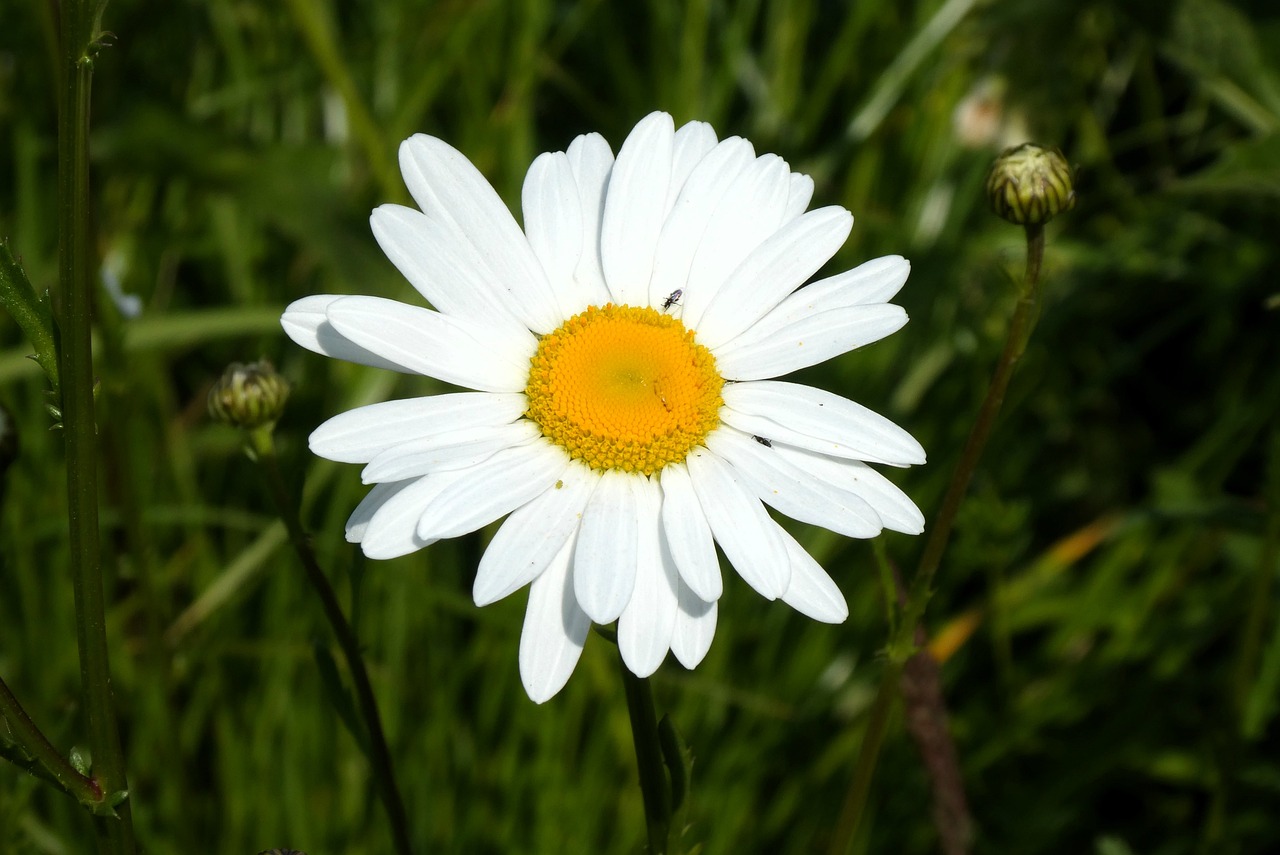 Flower Daisy Nature - Free photo on Pixabay