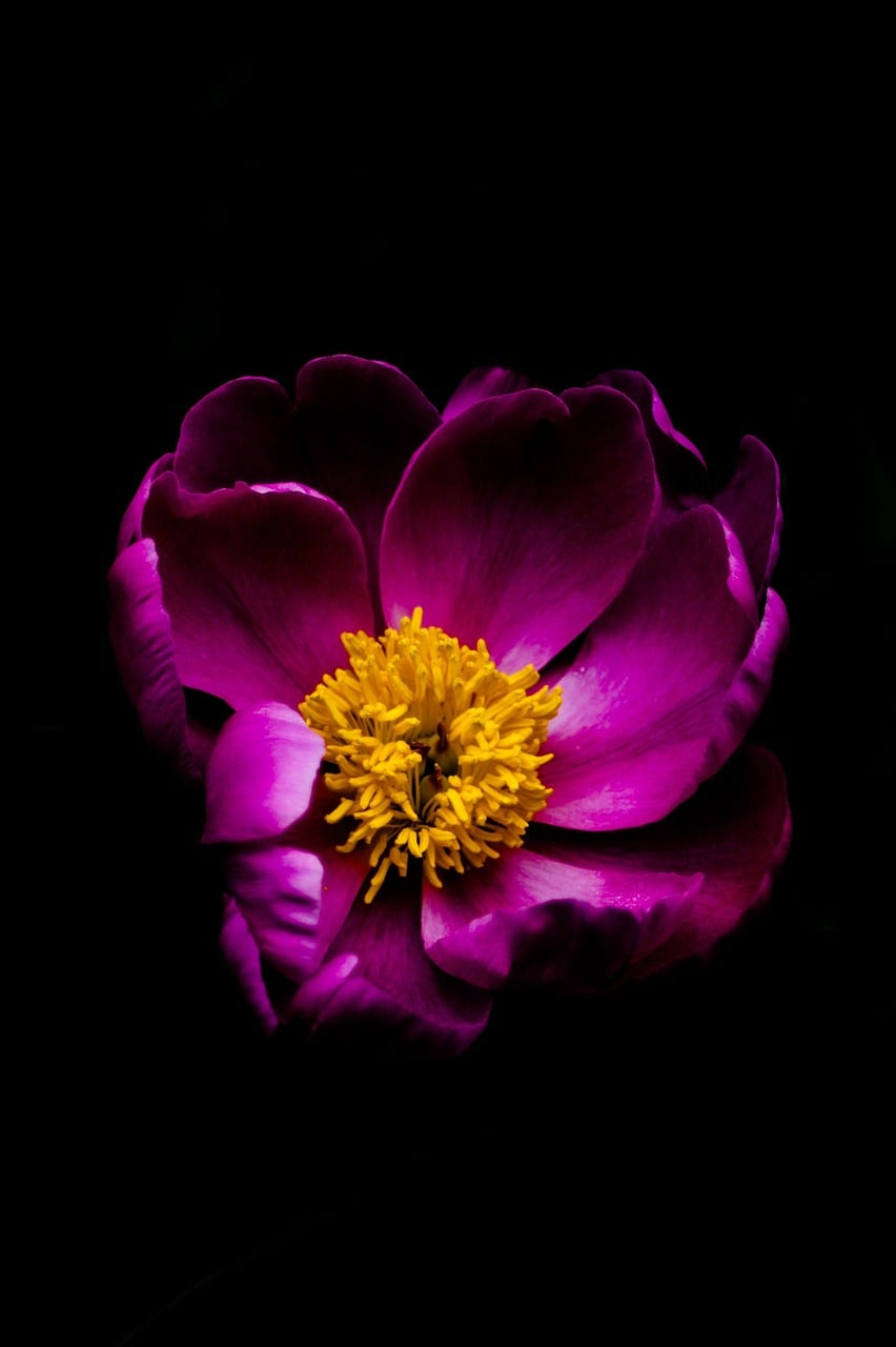 Peony Flower Beautiful - Free photo on Pixabay