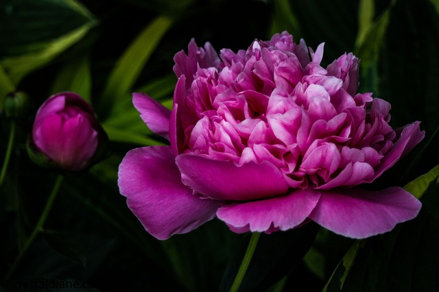 Peony Flower Pink Ontario - Free photo on Pixabay