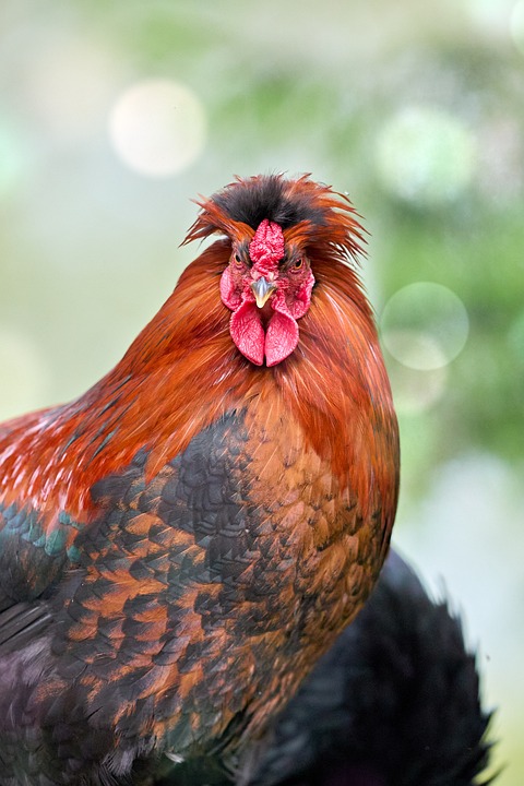 Red Rooster Angry Look Bokeh - Free photo on Pixabay