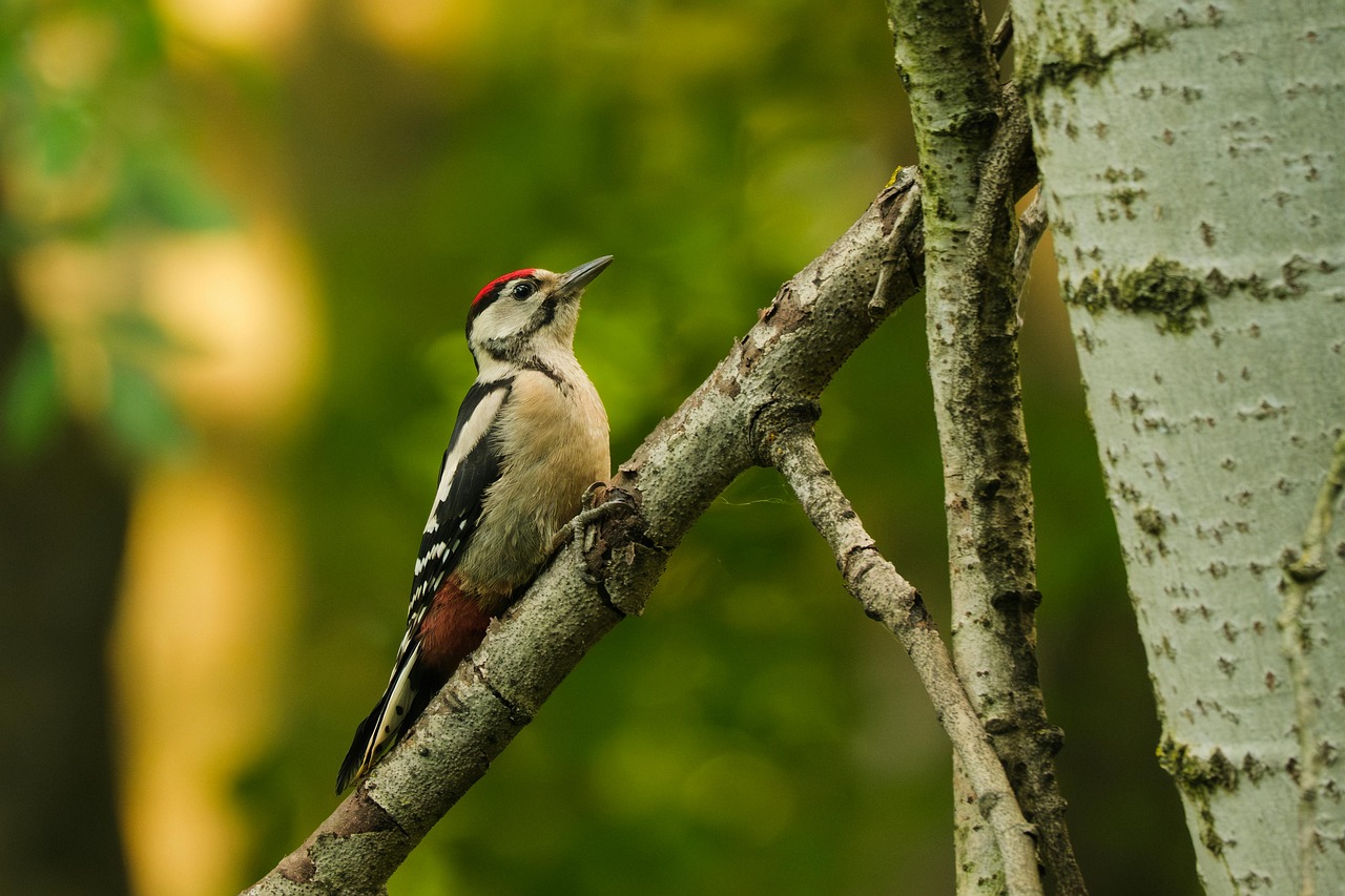 Little Bird Nature - Free photo on Pixabay