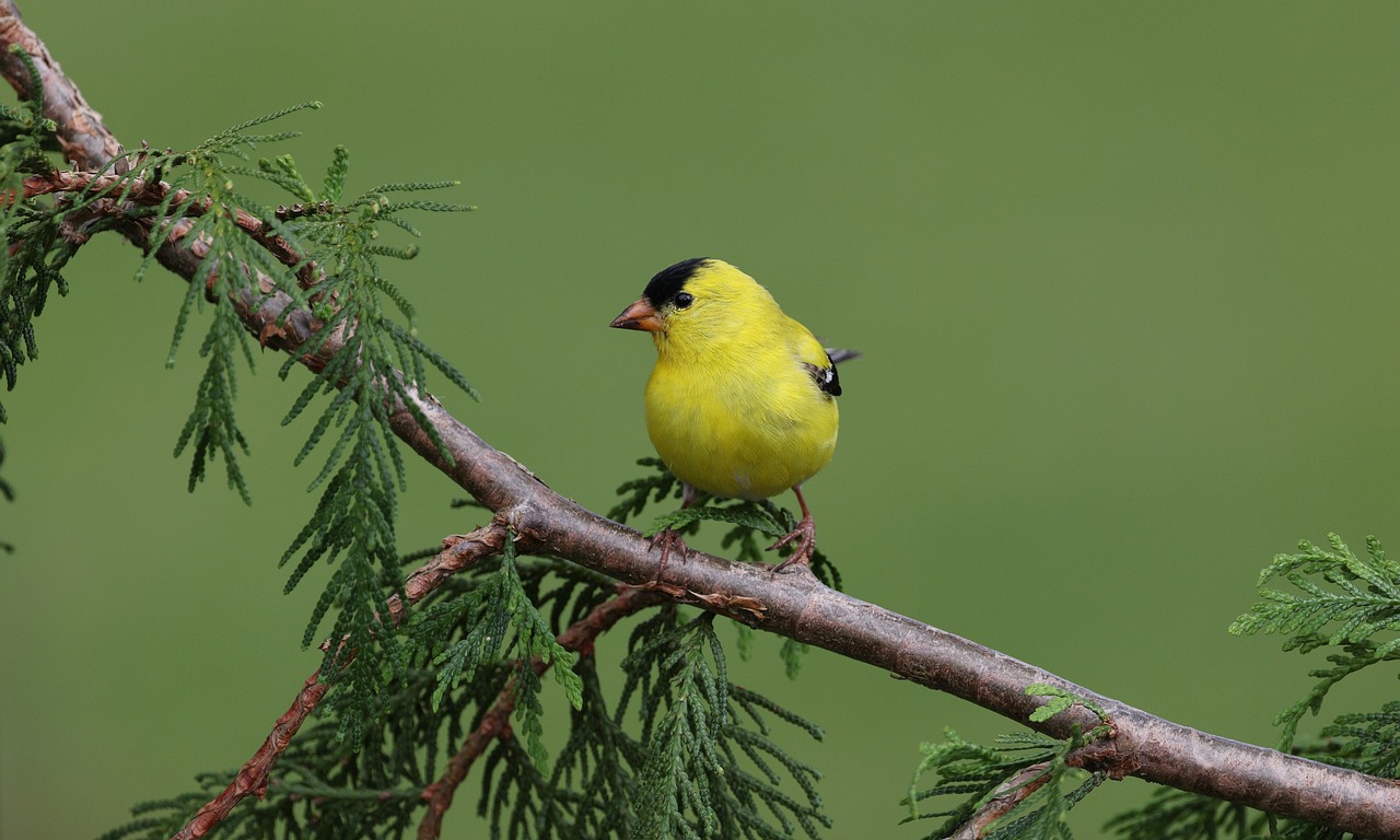 American Goldfinch Finch Bird - Free photo on Pixabay