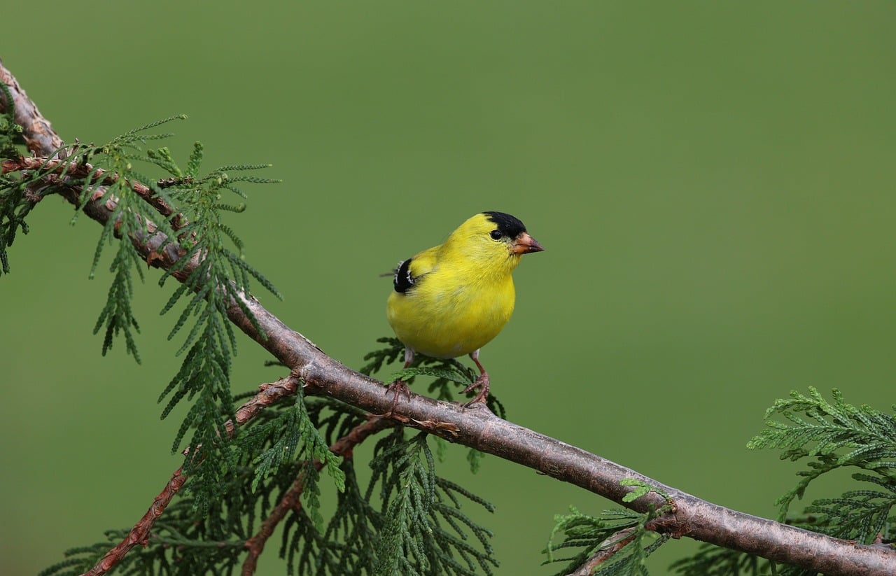 American Goldfinch Finch Bird - Free photo on Pixabay