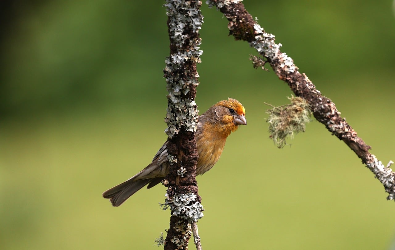 Fink Vogel Tiere - Kostenloses Foto auf Pixabay