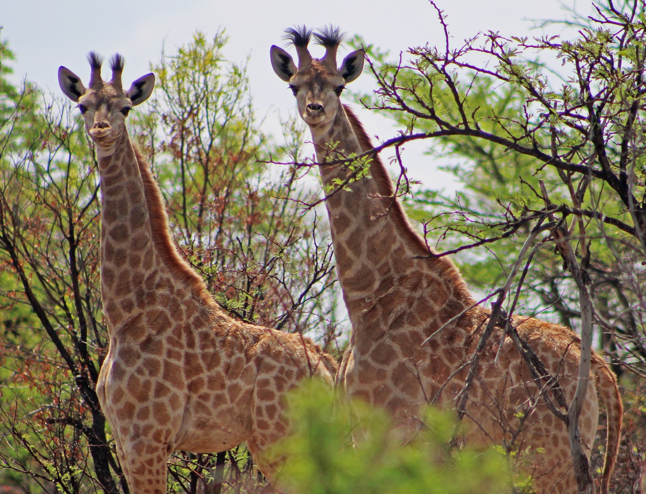 Giraffe Natur Tier - Kostenloses Foto auf Pixabay