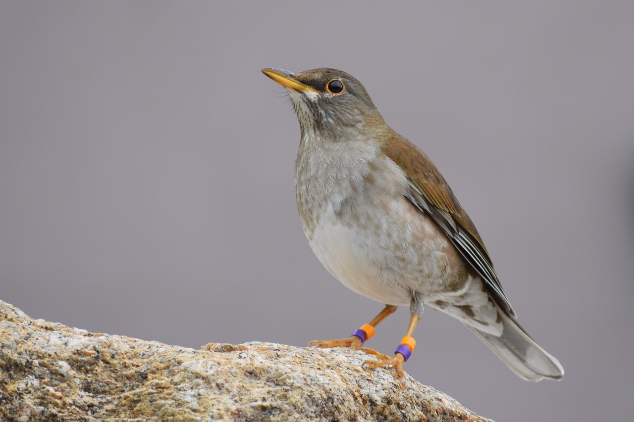 Turdus Pallidus Bird Pale Thrush - Free photo on Pixabay