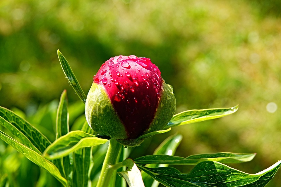 Flower Peony Plant - Free photo on Pixabay