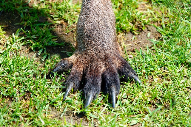Foot Claws Sharp - Free photo on Pixabay