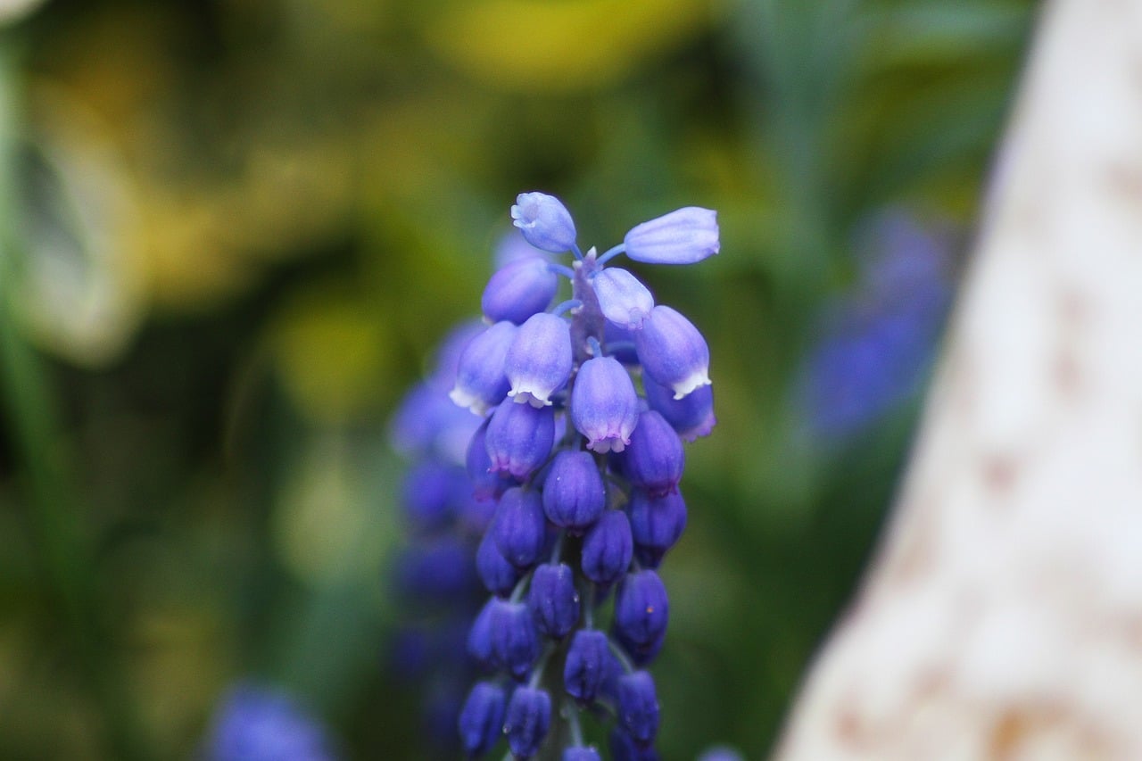 Blume Flora Natur Sehr - Kostenloses Foto auf Pixabay