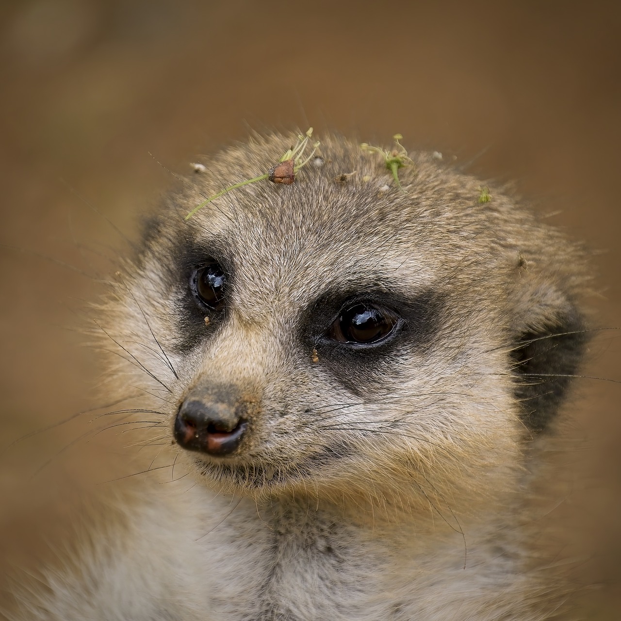 Meerkat Mammal Nature - Free photo on Pixabay