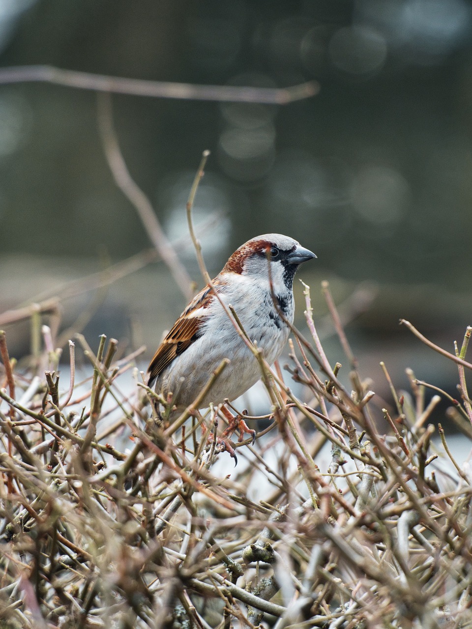 Sparrow Sperling Bird - Free photo on Pixabay
