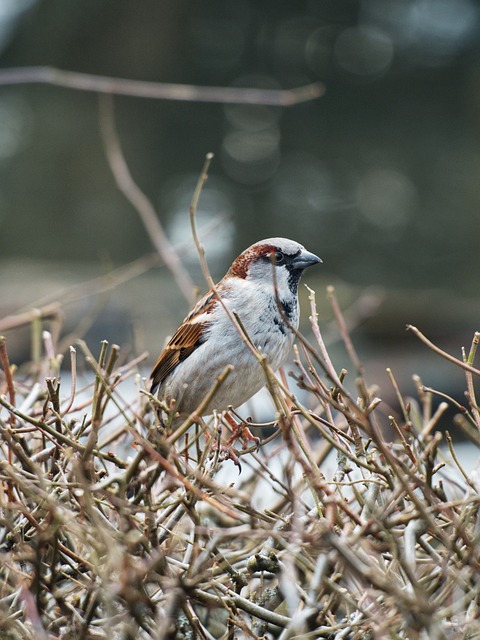Sparrow Sperling Bird - Free photo on Pixabay