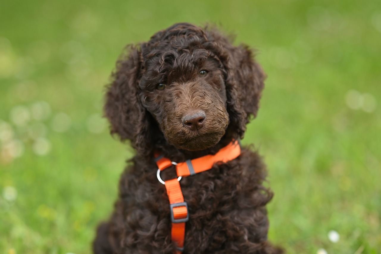 Königspudel Aurelio Pudel Hund - Kostenloses Foto auf Pixabay