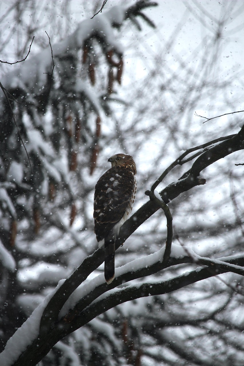 Hawk Snow Nature - Free photo on Pixabay