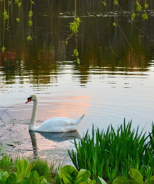 Swan Water Pond - Free photo on Pixabay