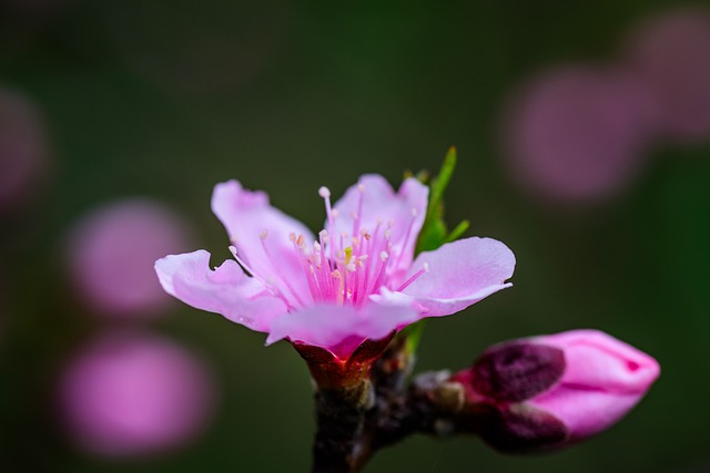 Flores Flor De Durazno Pétalo - Foto gratis en Pixabay