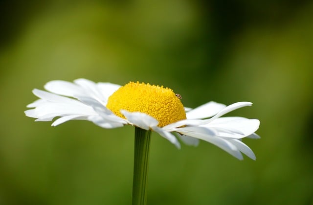 Marguerite Flower Nature - Free photo on Pixabay