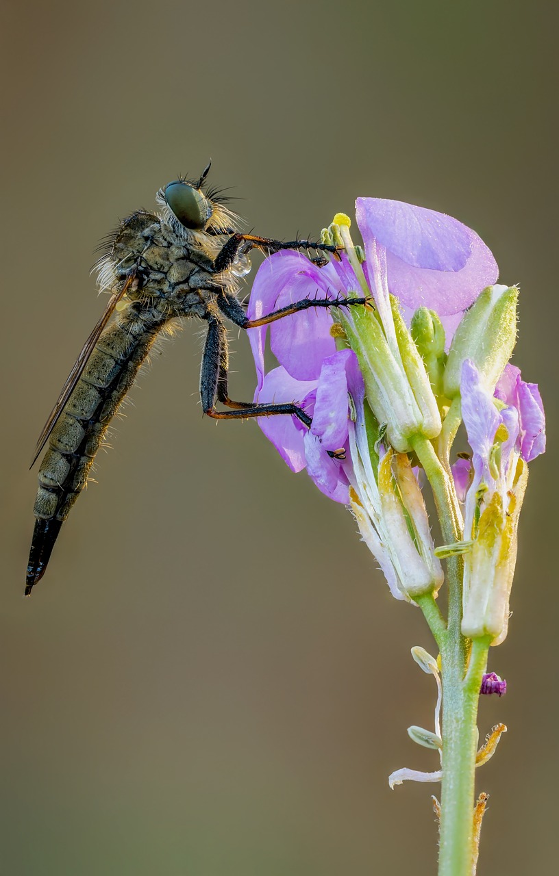 Insect Asilidae Entomology - Free photo on Pixabay