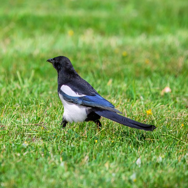 Magpie Bird Ornithology - Free photo on Pixabay