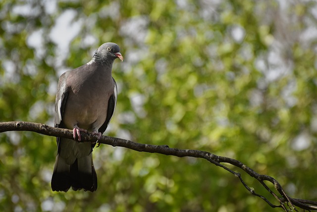 Wood Pigeon Nature Bird - Free photo on Pixabay