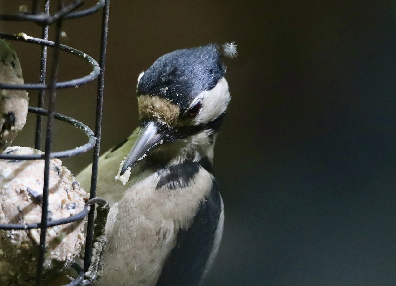 Great Spotted Woodpecker Bird Beak - Free photo on Pixabay