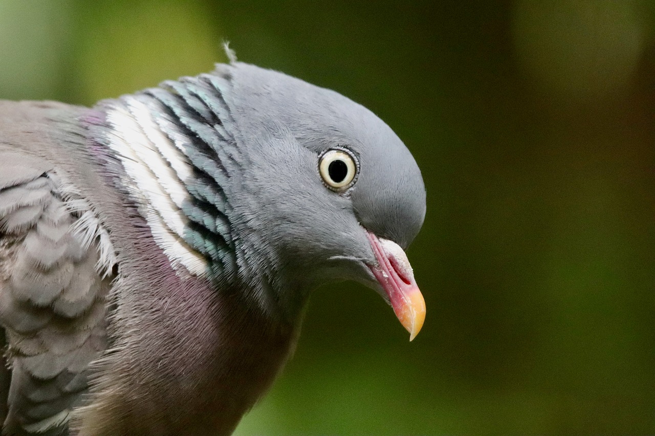 Wood Pigeon Bird Beak - Free photo on Pixabay