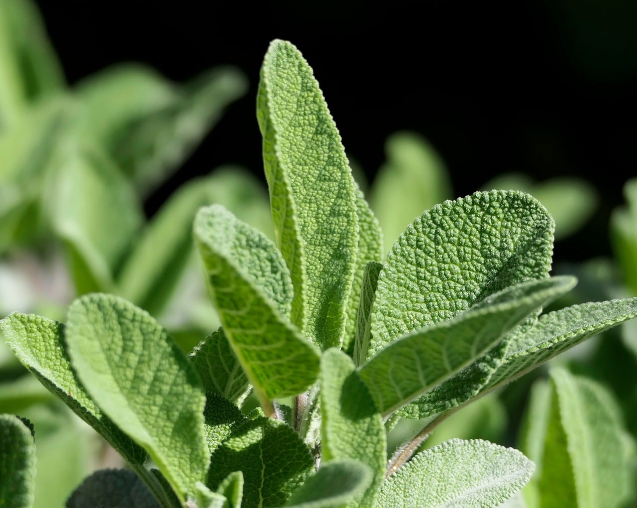 Garden Herbs Sage - Free photo on Pixabay