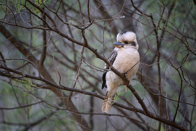 300+ Free Kookaburra & Nature Images - Pixabay