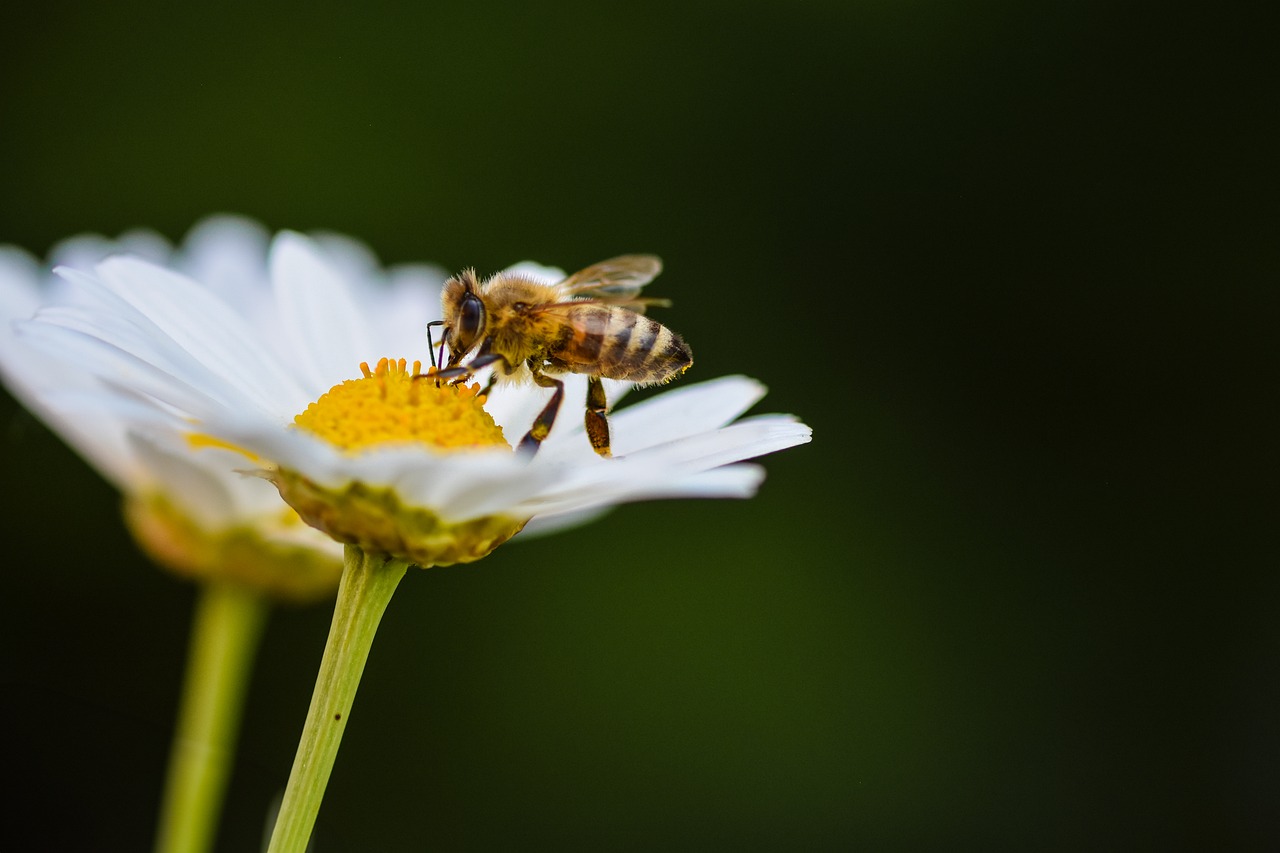 Bee Insect Nature - Free photo on Pixabay