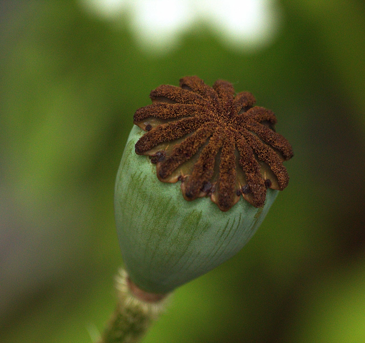 Capsule De Graines Pavot - Photo gratuite sur Pixabay
